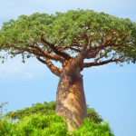 Tutti i meme sul Baobab - Facciabuco.com